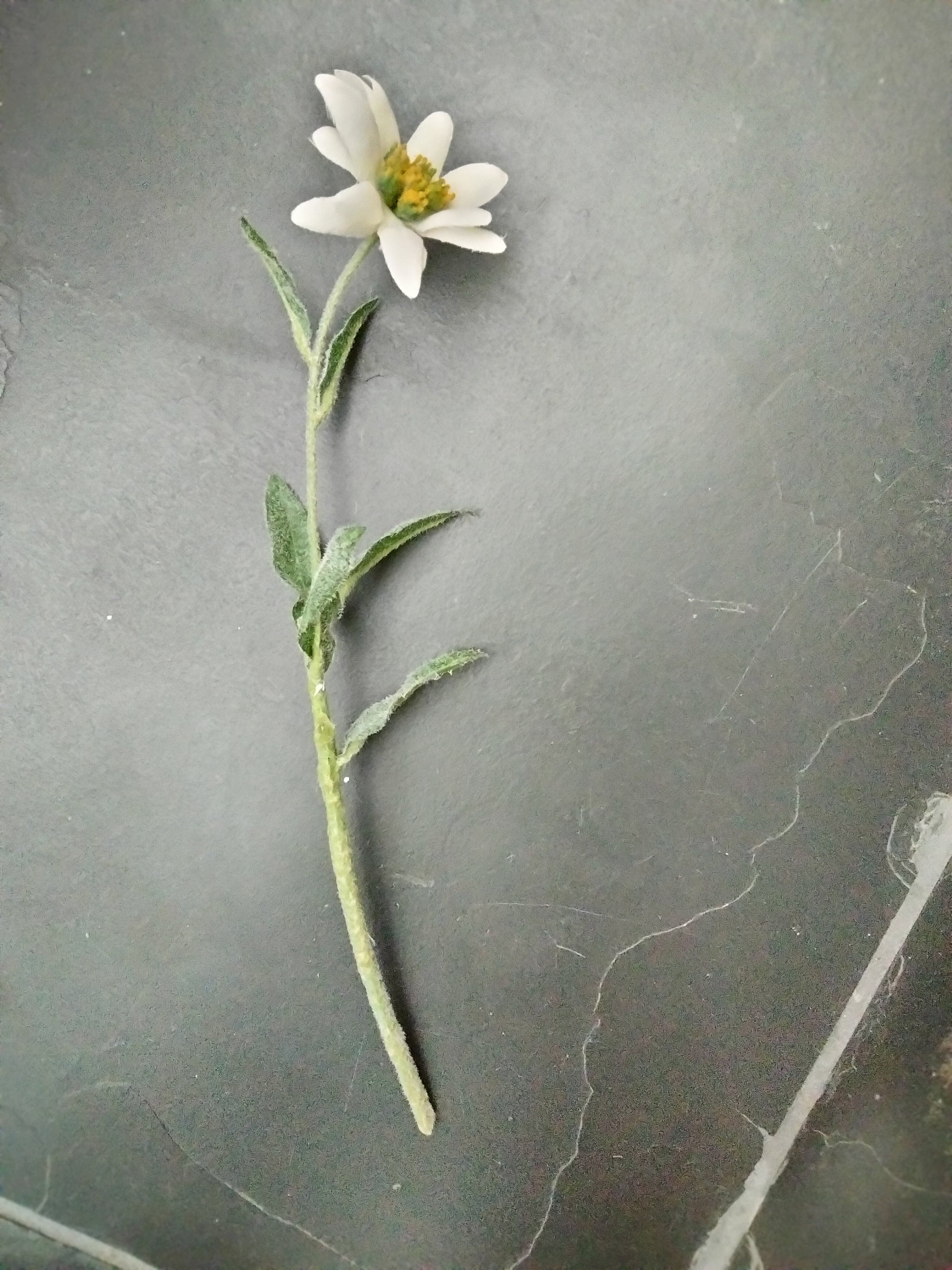 Edelweiss Flower Edelweiss (Leontopodium Alpinum) 100 Seeds